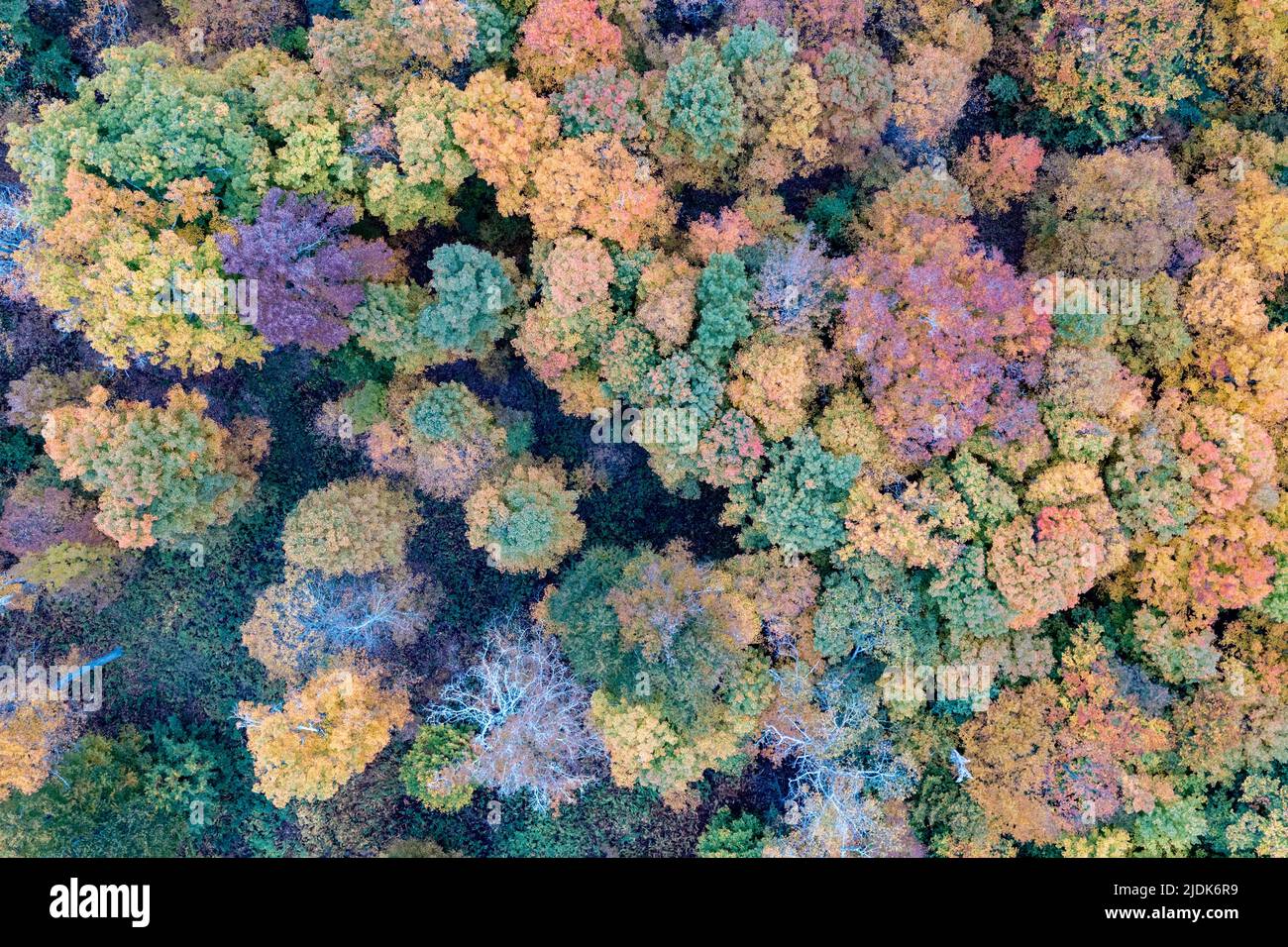 Top down aerial view of colorful trees in autumn in Vermont Stock Photo ...