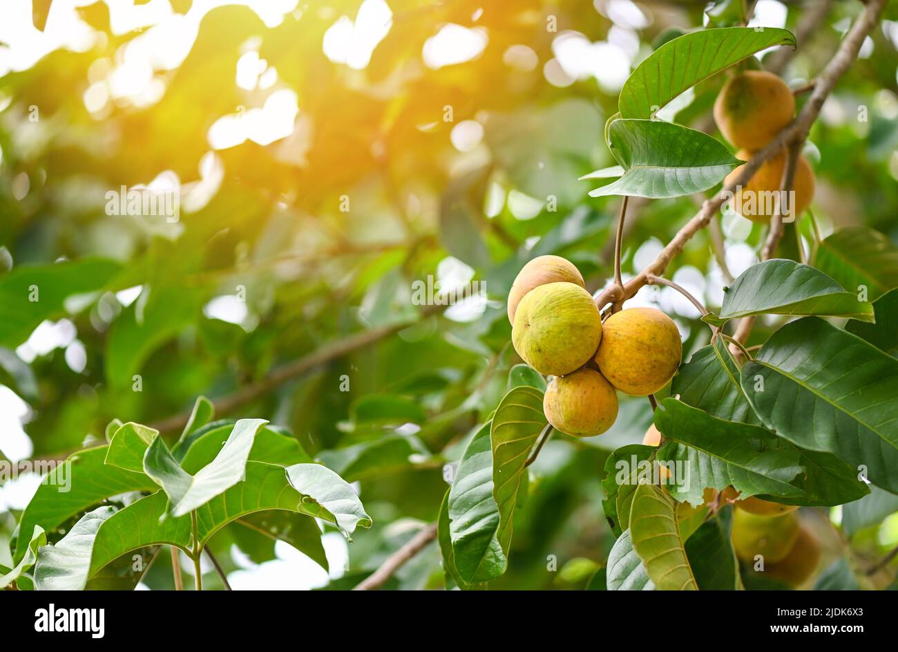 Santol fruit on summer in Thailand , ripe santol on the santol tree ...