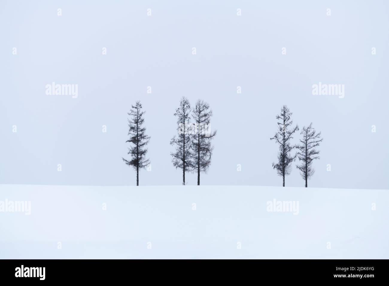Trees in a snow field in winter, Hokkaido, Japan Stock Photo - Alamy