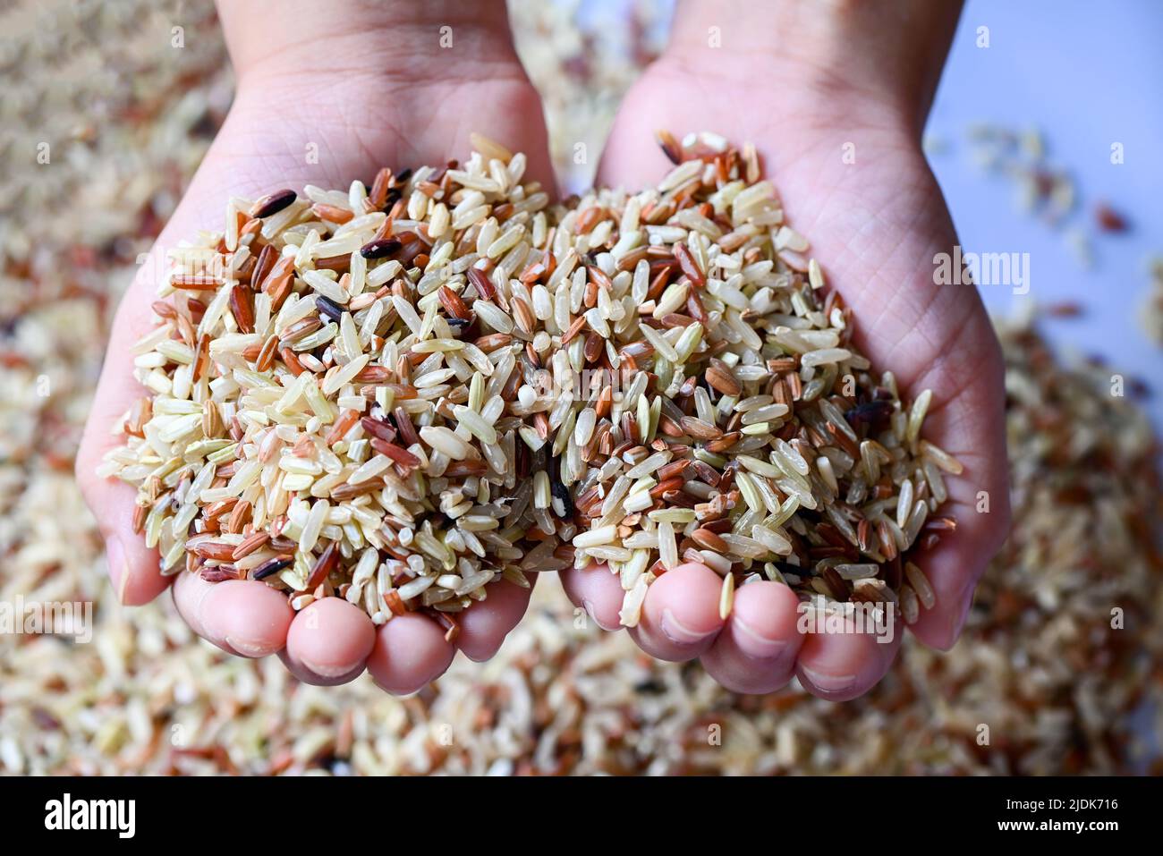 brown rice on child hand is carrying a pile of rice in the hand Islamic ...