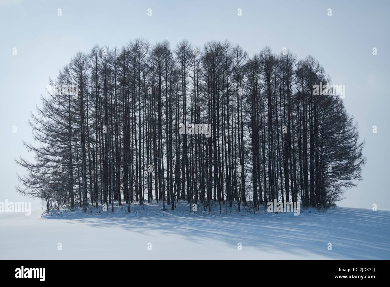 Trees in a snow field at Mild Seven Hills in winter, Hokkaido, Japan ...