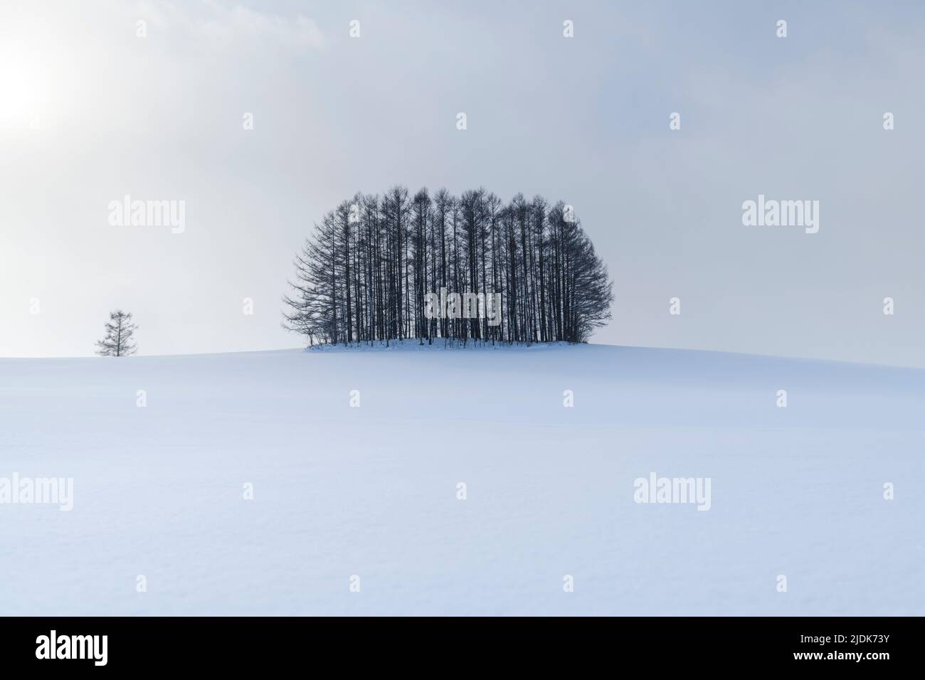 Trees in a snow field at Mild Seven Hills in winter, Hokkaido, Japan ...