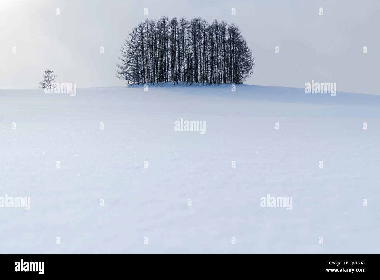 Trees in a snow field at Mild Seven Hills in winter, Hokkaido, Japan ...