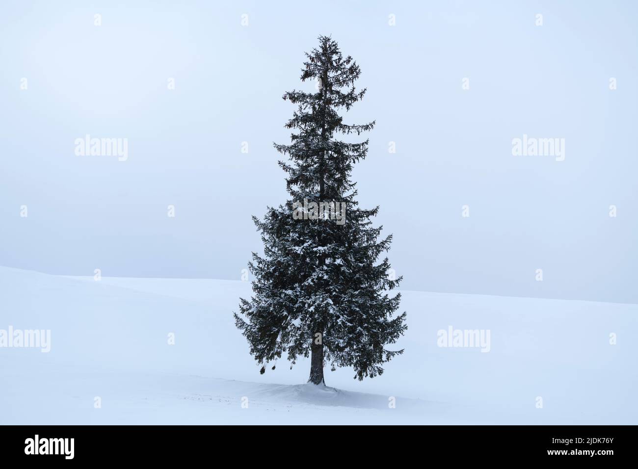 Lone pine tree in a snow field in winter, Hokkaido, Japan Stock Photo - Alamy