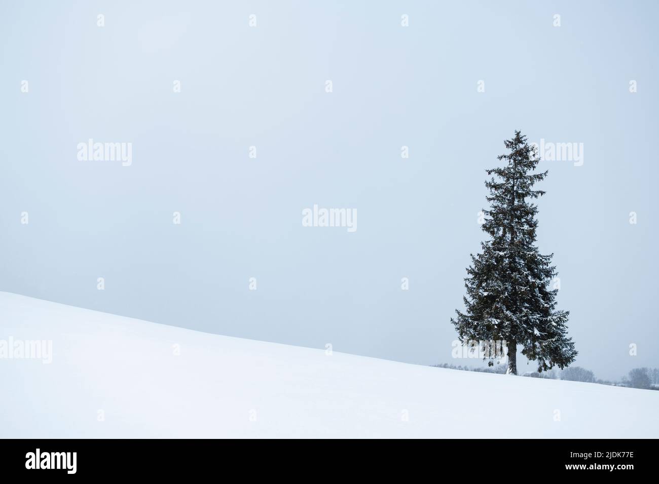 Lone pine tree in a snow field in winter, Hokkaido, Japan Stock Photo - Alamy