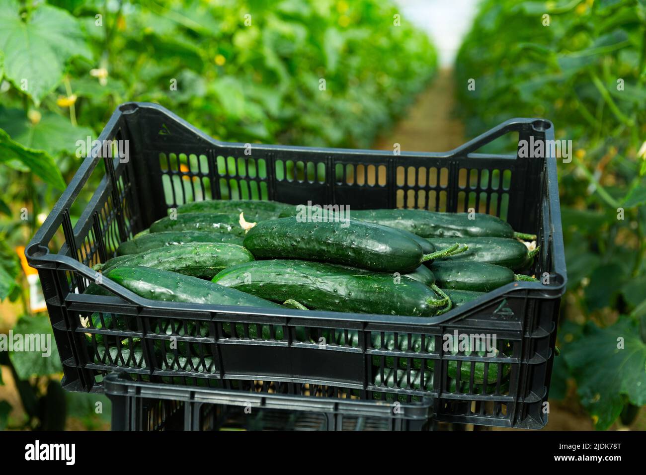 Freshly picked cucumbers in box Stock Photo - Alamy