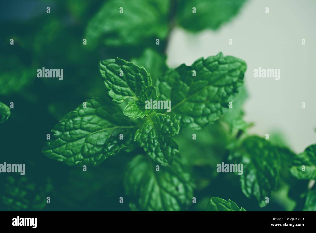 Mint leaf in the garden background, Fresh mint leaves in a nature green ...