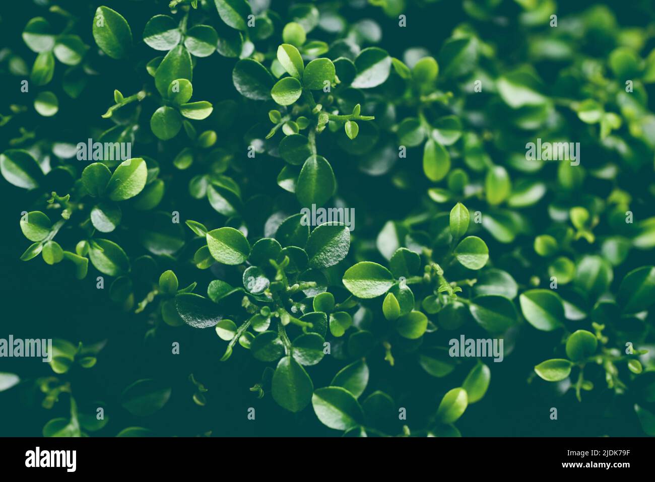 Close up plant tree green leaf, Small leaves bush with water drop ...