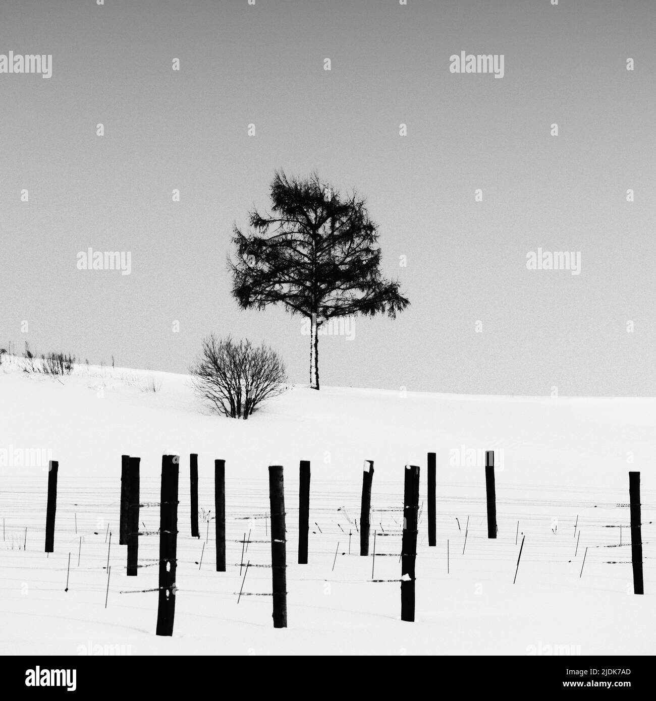 Lone tree in a snow field in winter, Hokkaido, Japan Stock Photo - Alamy