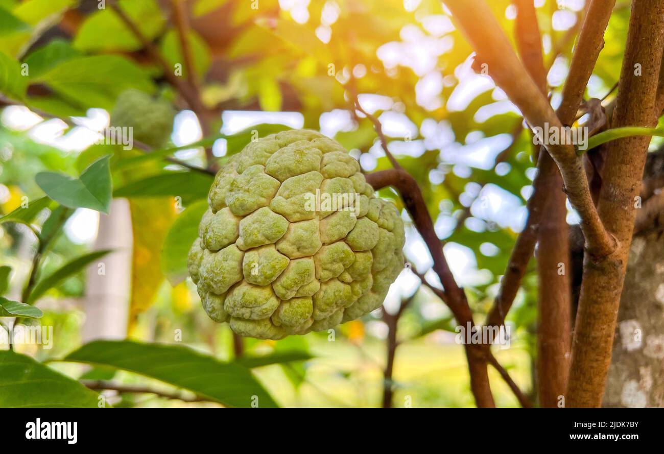 custard apple , sugar apple fruit on the tree in the summer - sweetsop Stock Photo - Alamy