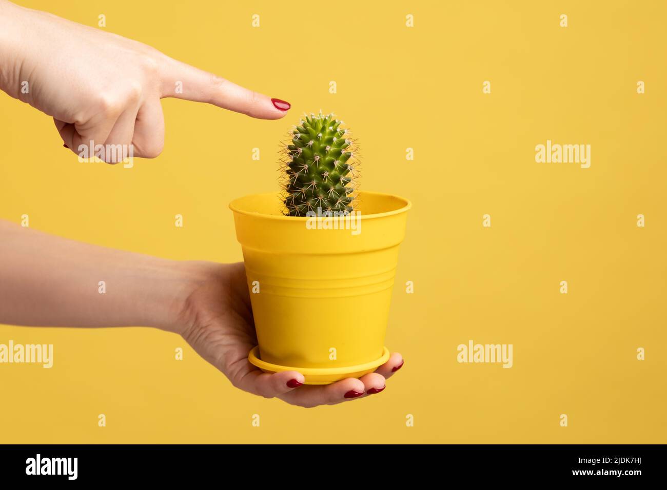 Finger touching cactus hi-res stock photography and images - Alamy