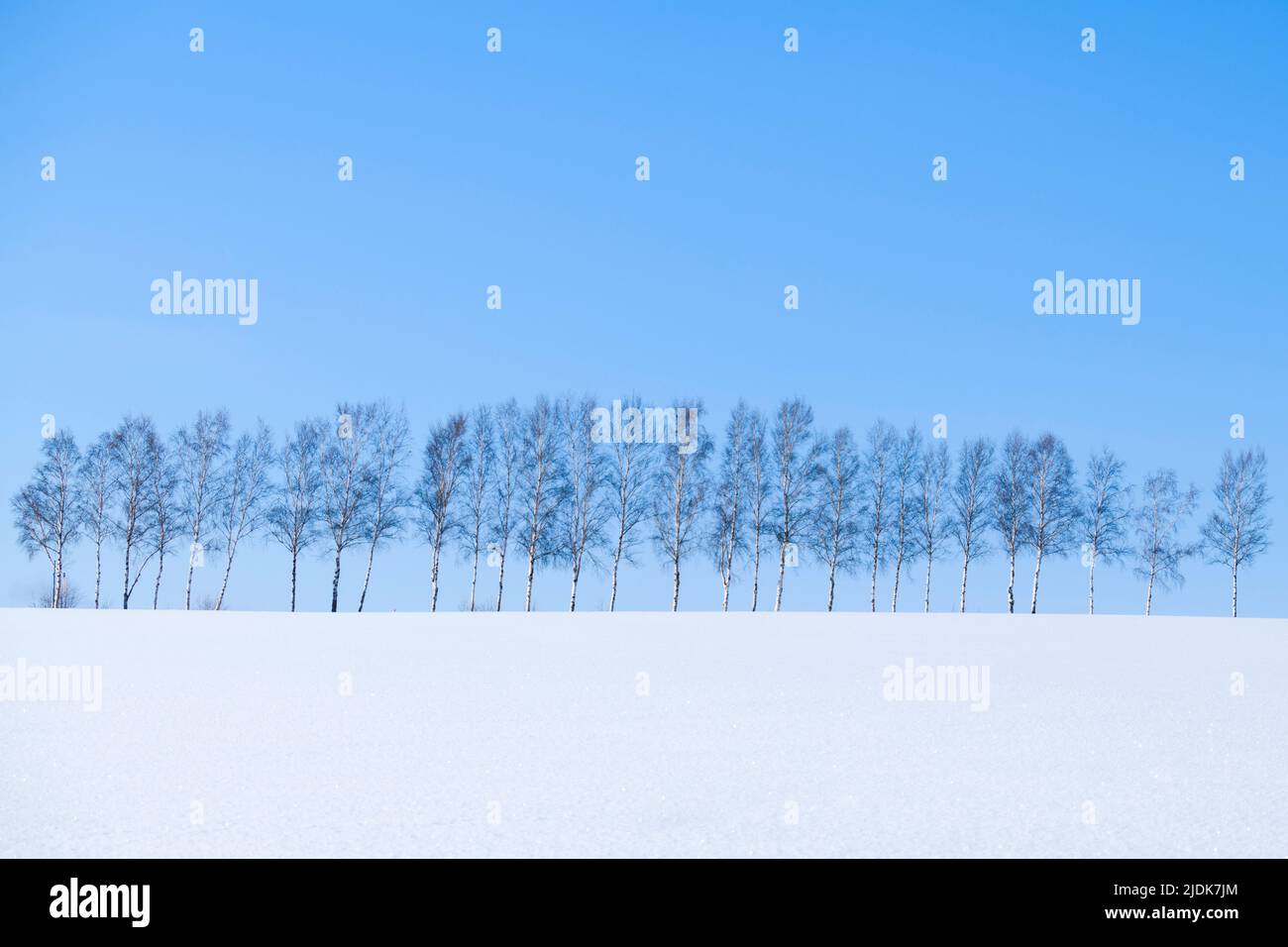 Trees in a snow field in winter, Hokkaido, Japan Stock Photo - Alamy