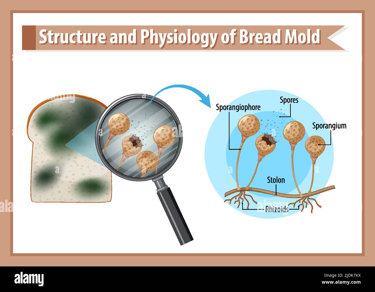 Structure and Physiology of Bread Mold illustration Stock Vector Image ...