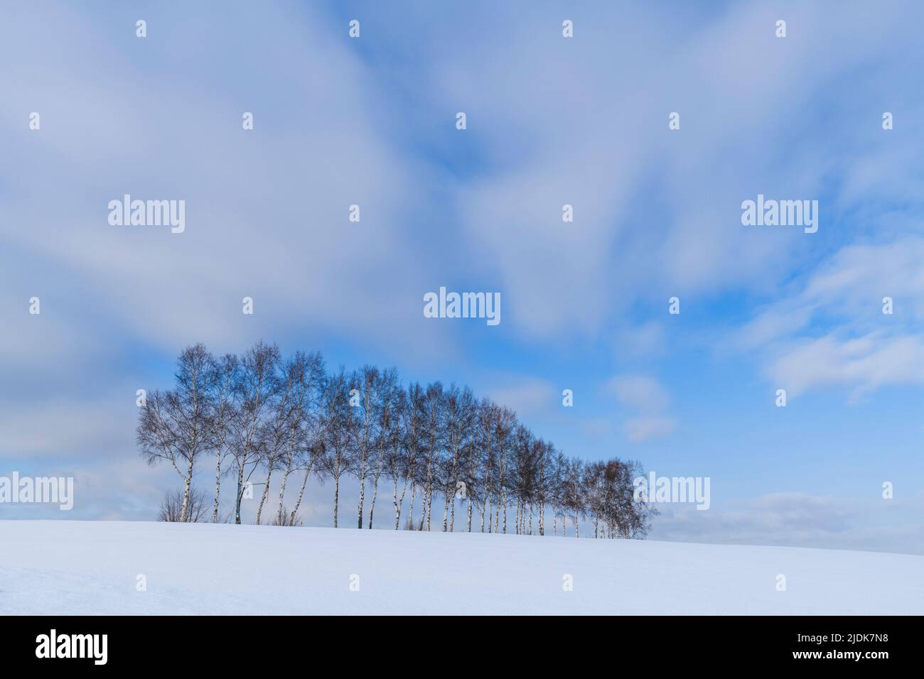 Trees in a snow field in winter, Hokkaido, Japan Stock Photo - Alamy