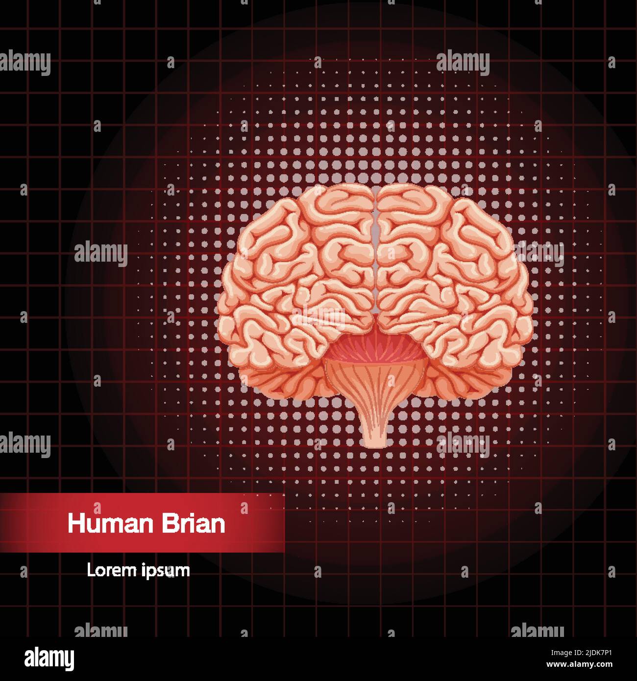 Human internal organ with brain illustration Stock Vector Image & Art ...