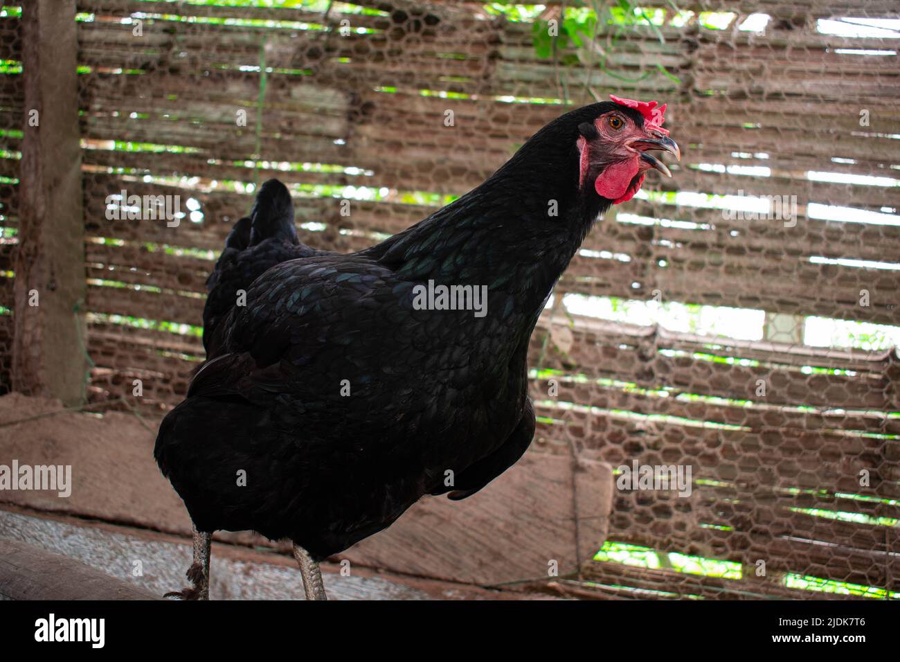 Posing hen hi-res stock photography and images - Alamy