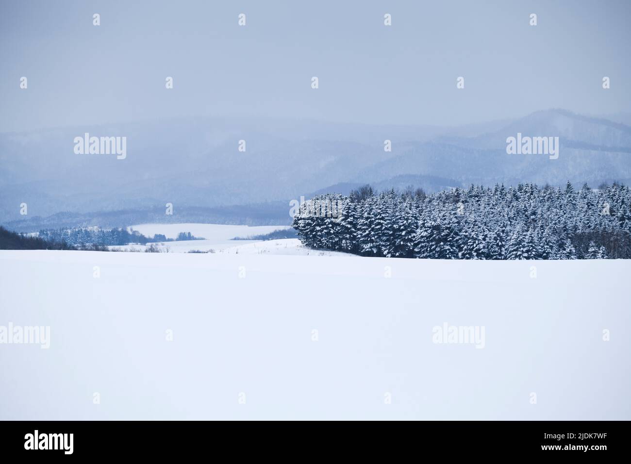 Group of trees in a snow field in winter, Hokkaido, Japan Stock Photo ...