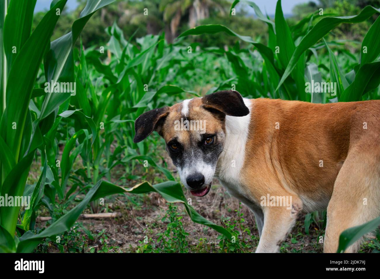 farm dog in corn cultivation Stock Photo - Alamy