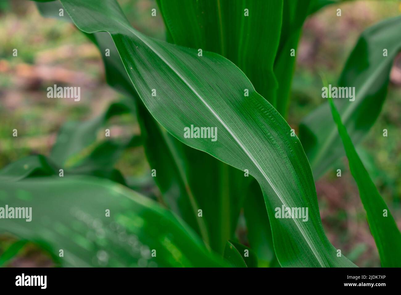 Growth leaf perspective hi-res stock photography and images - Alamy