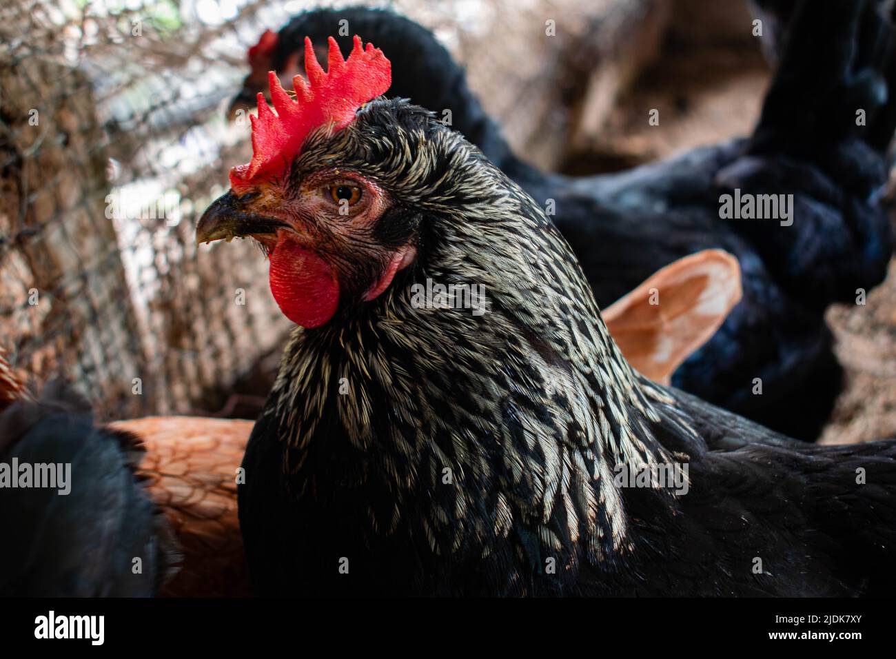 Posing hen hi-res stock photography and images - Alamy