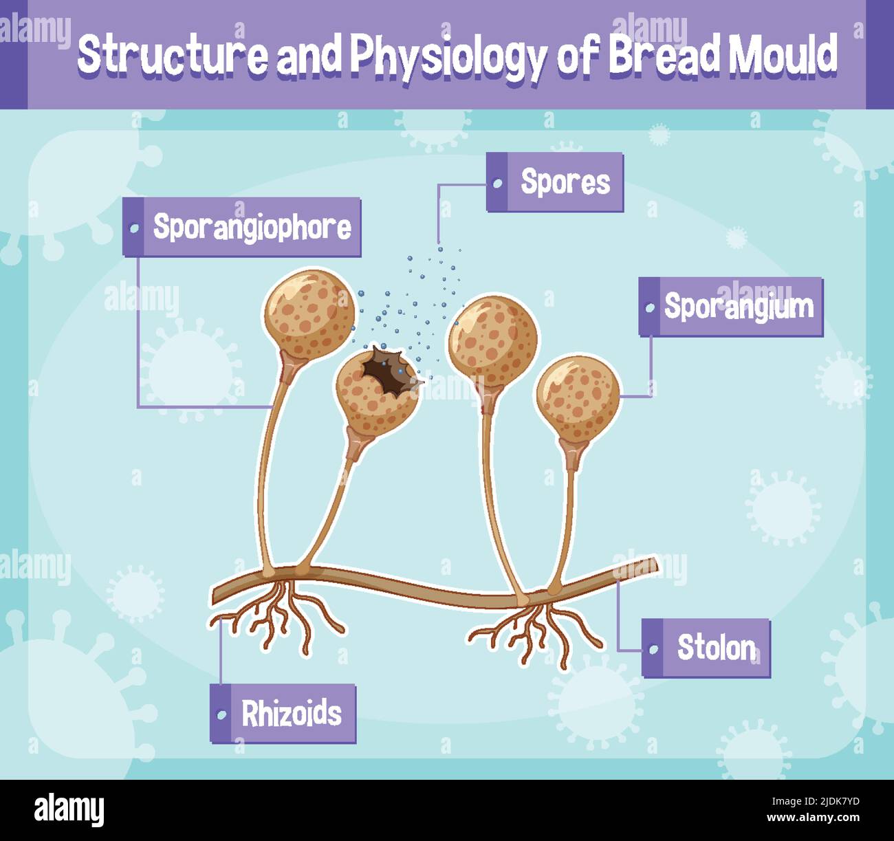 Structure and Physiology of Bread Mold illustration Stock Vector Image ...