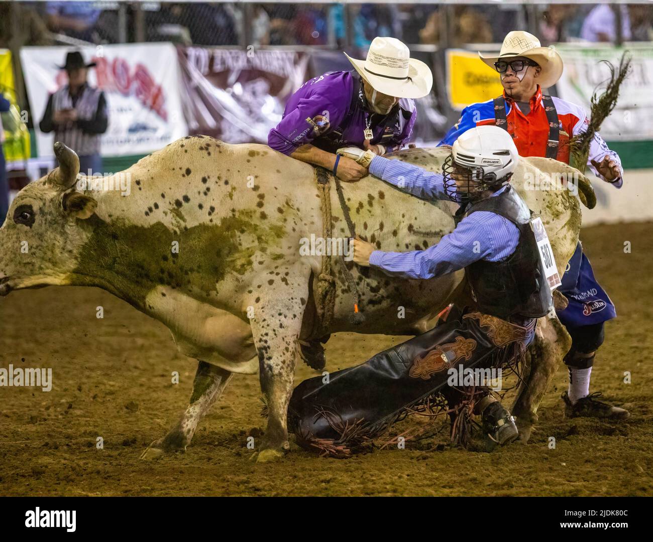Reno, United States. 20th June, 2022. Cash Toews tries to free his hand ...