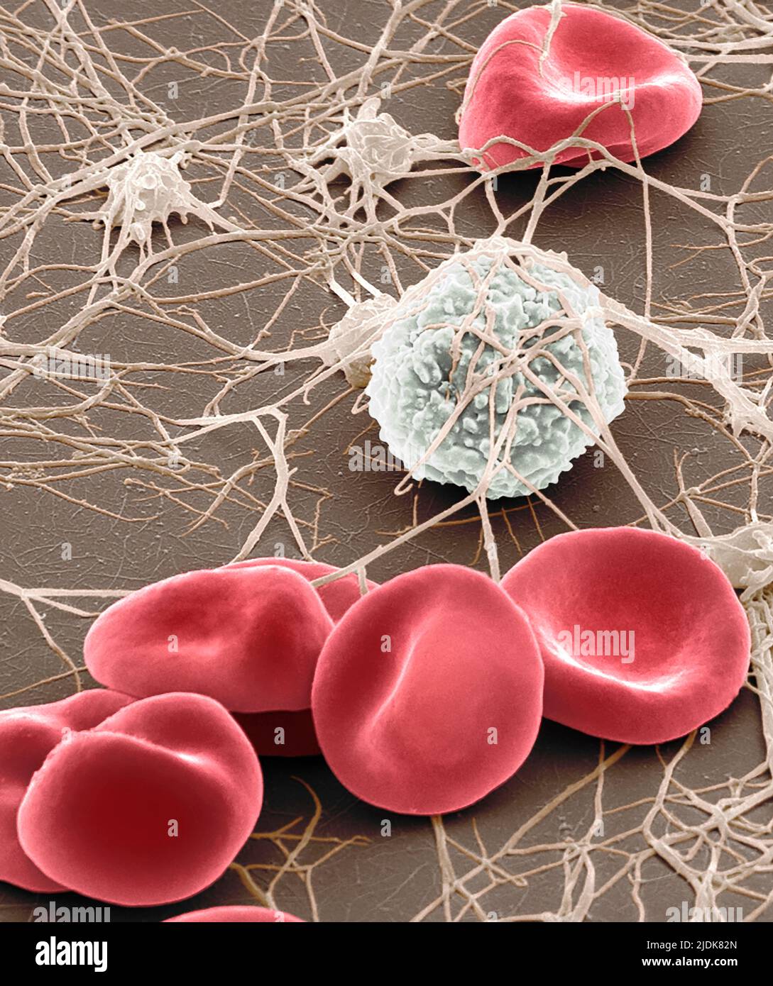 Blood cells, SEM Stock Photo - Alamy