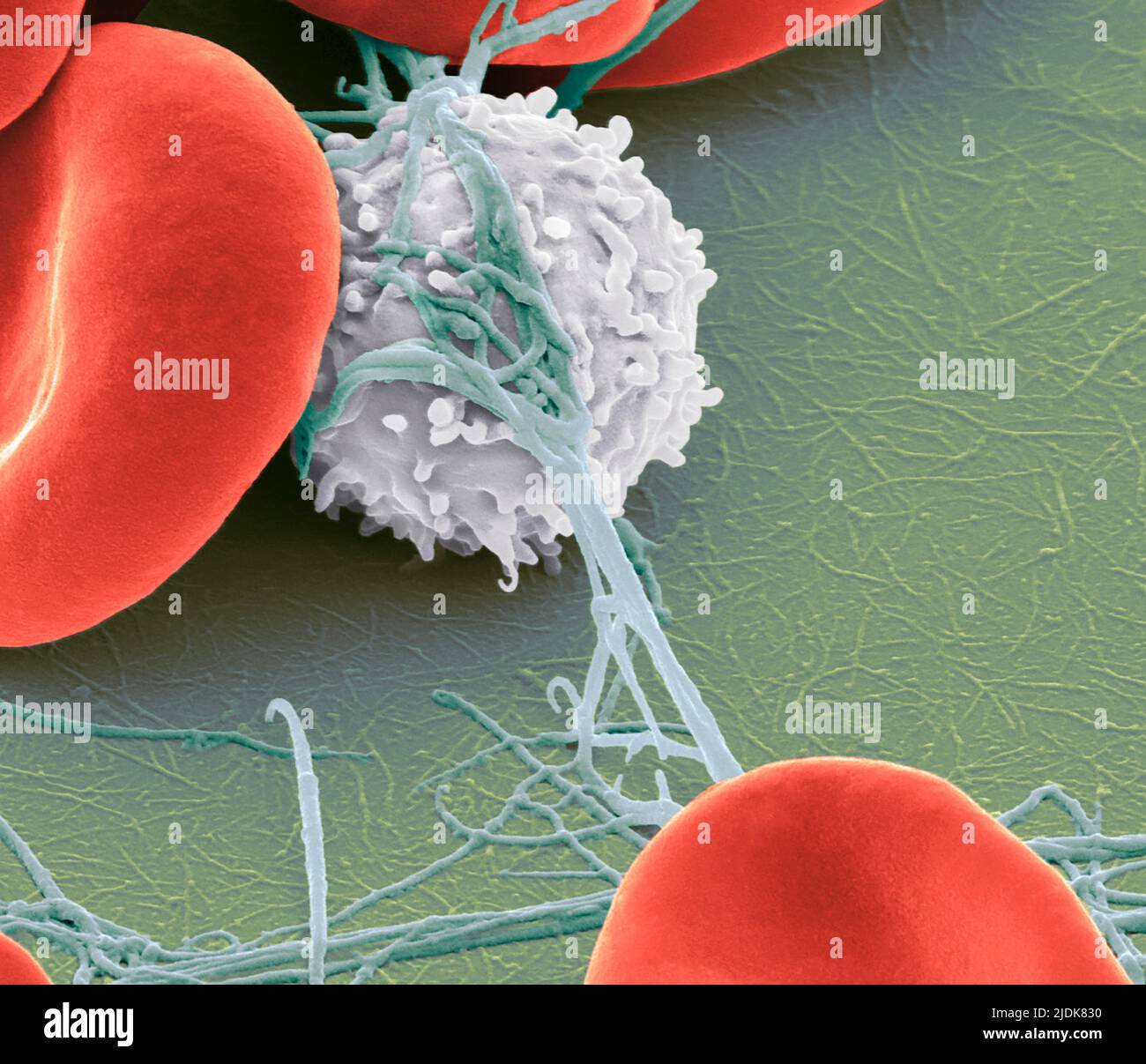 Blood cells, SEM Stock Photo - Alamy