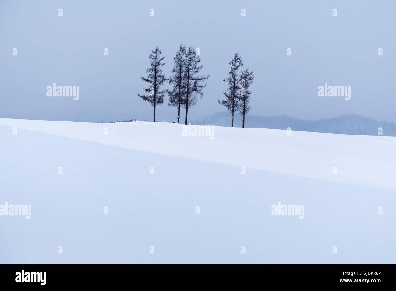Trees in a snow field in winter, Hokkaido, Japan Stock Photo - Alamy