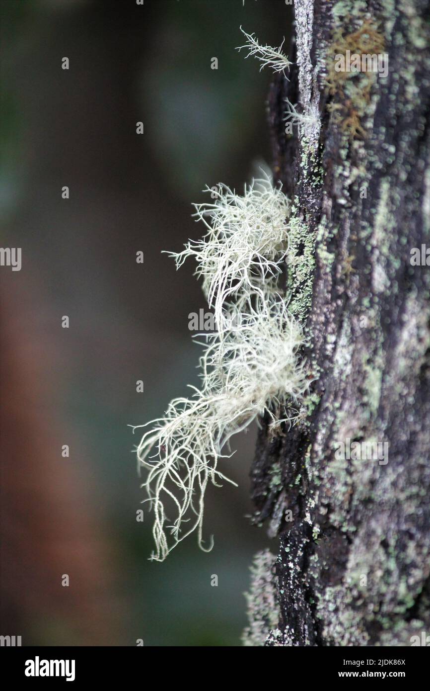 Spanish Moss on tree Stock Photo - Alamy