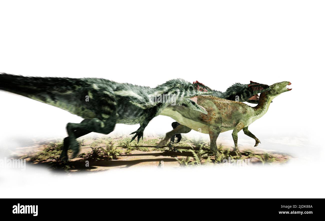Allosaurus dinosaurs hunting, illustration Stock Photo - Alamy