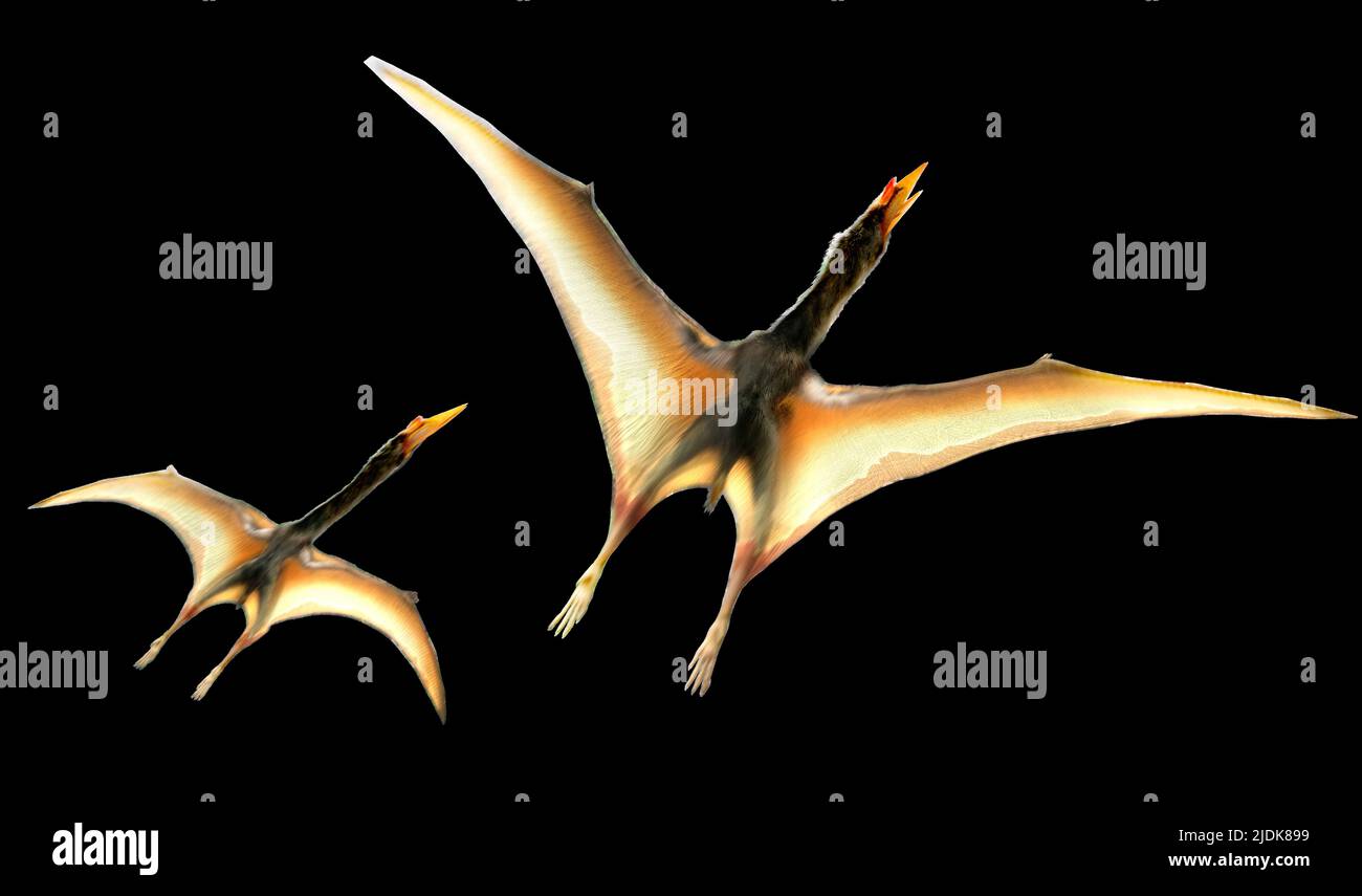 Quetzalcoatlus pterosaurs in flight, illustration Stock Photo - Alamy