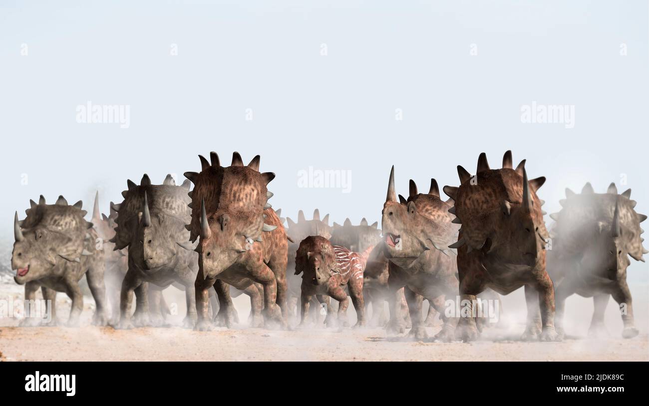 Centrosaurus dinosaur herd, illustration Stock Photo - Alamy