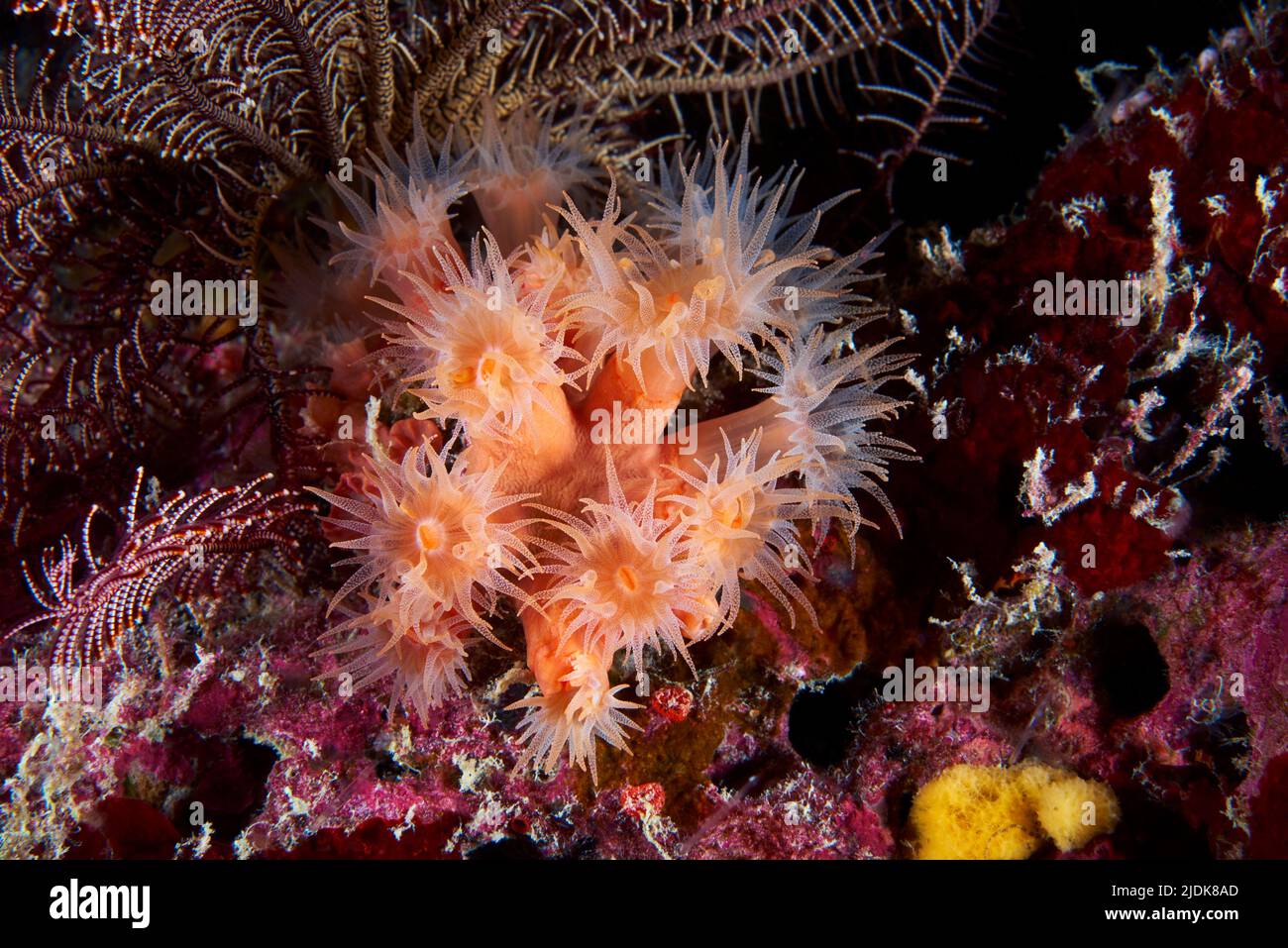 Orange sun coral Stock Photo - Alamy