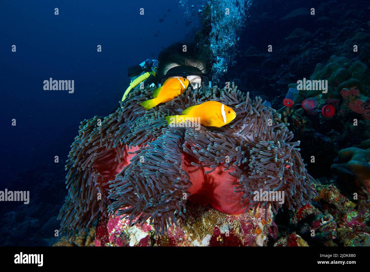 Magnificent sea anemone Stock Photo - Alamy