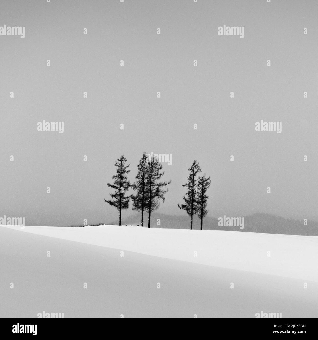 Trees in a snow field in winter, Hokkaido, Japan Stock Photo - Alamy