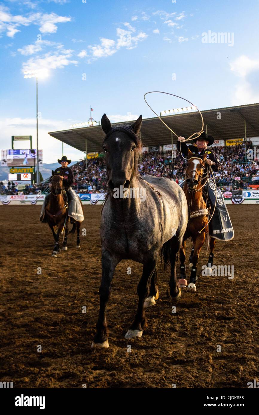 Pickup Men work to remove a bucking horse from the arena. The Reno ...