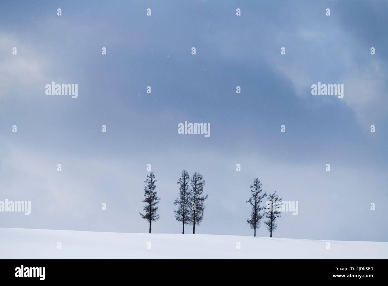 Trees in a snow field in winter, Hokkaido, Japan Stock Photo - Alamy