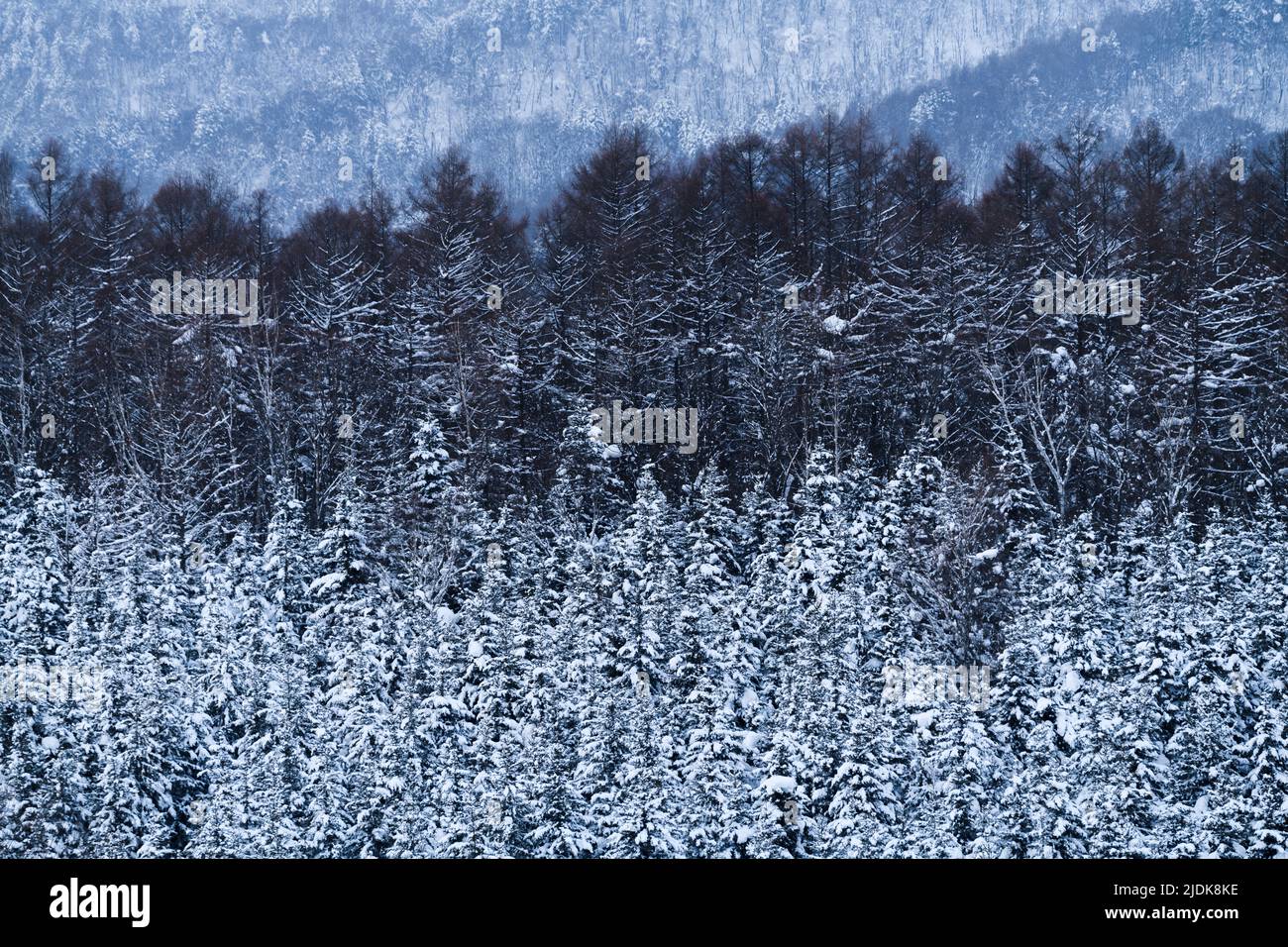 Group of trees in a snow field in winter, Hokkaido, Japan Stock Photo ...