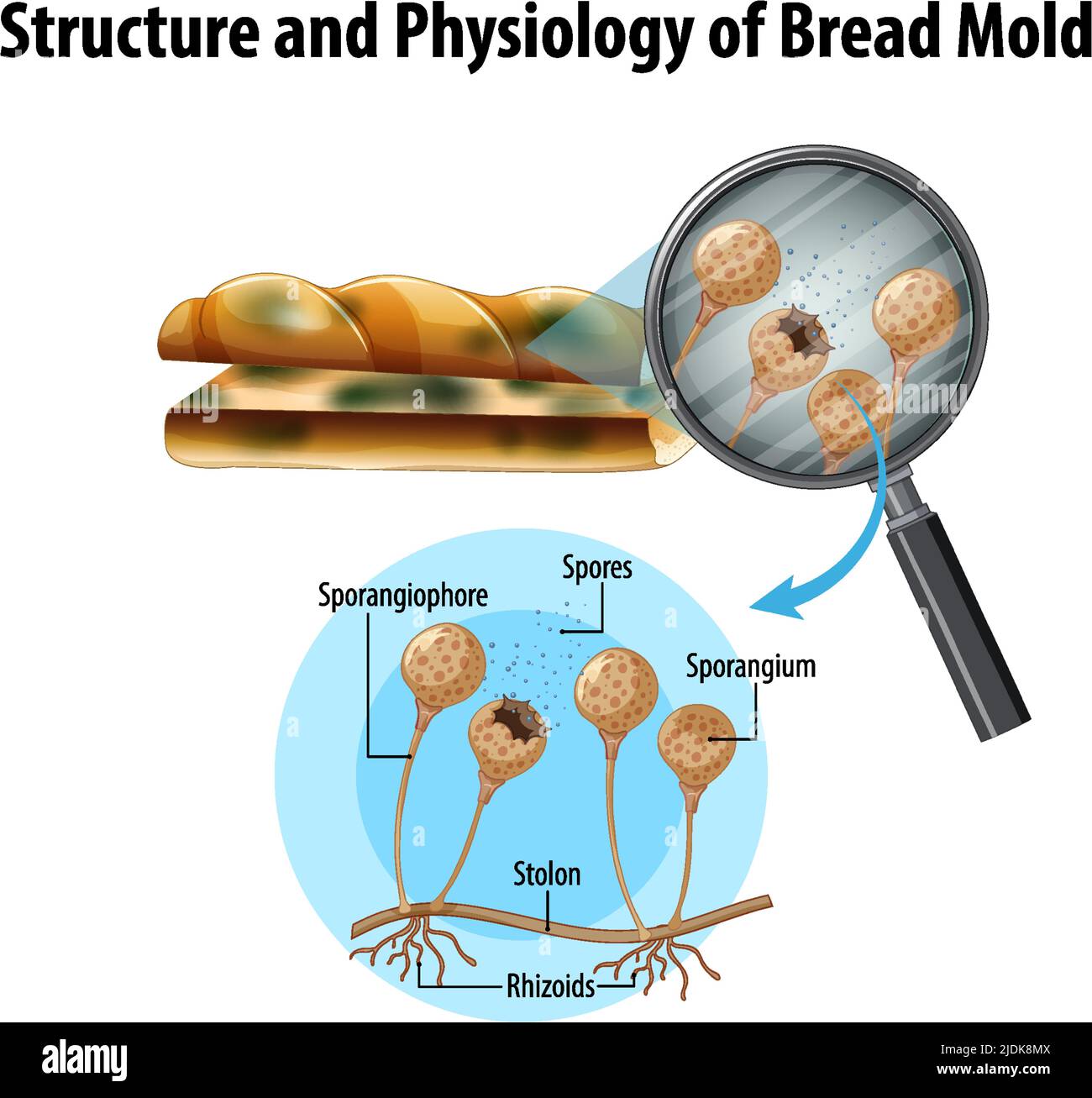 Structure and Physiology of bread mold illustration Stock Vector Image ...