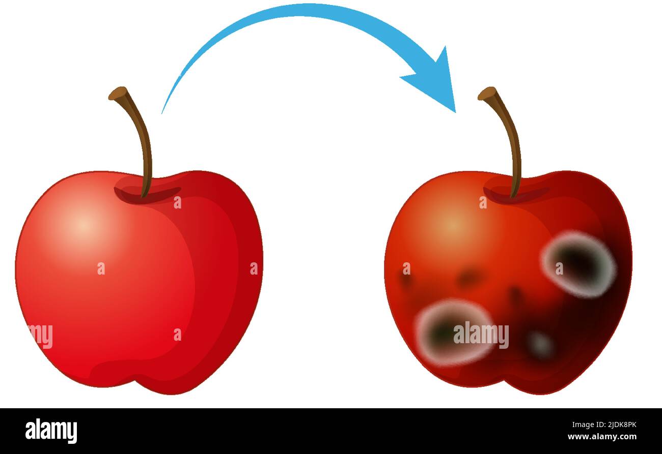 Inedible decomposed apple with mould illustration Stock Vector Image ...