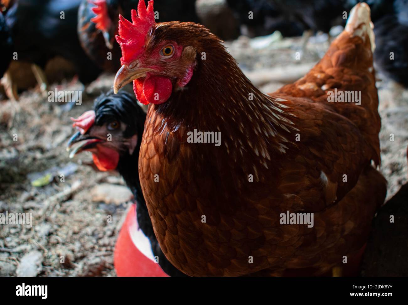 Rural chicken hi-res stock photography and images - Alamy