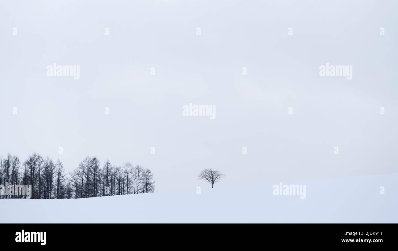 Lone tree in a snow field in winter, Hokkaido, Japan Stock Photo - Alamy