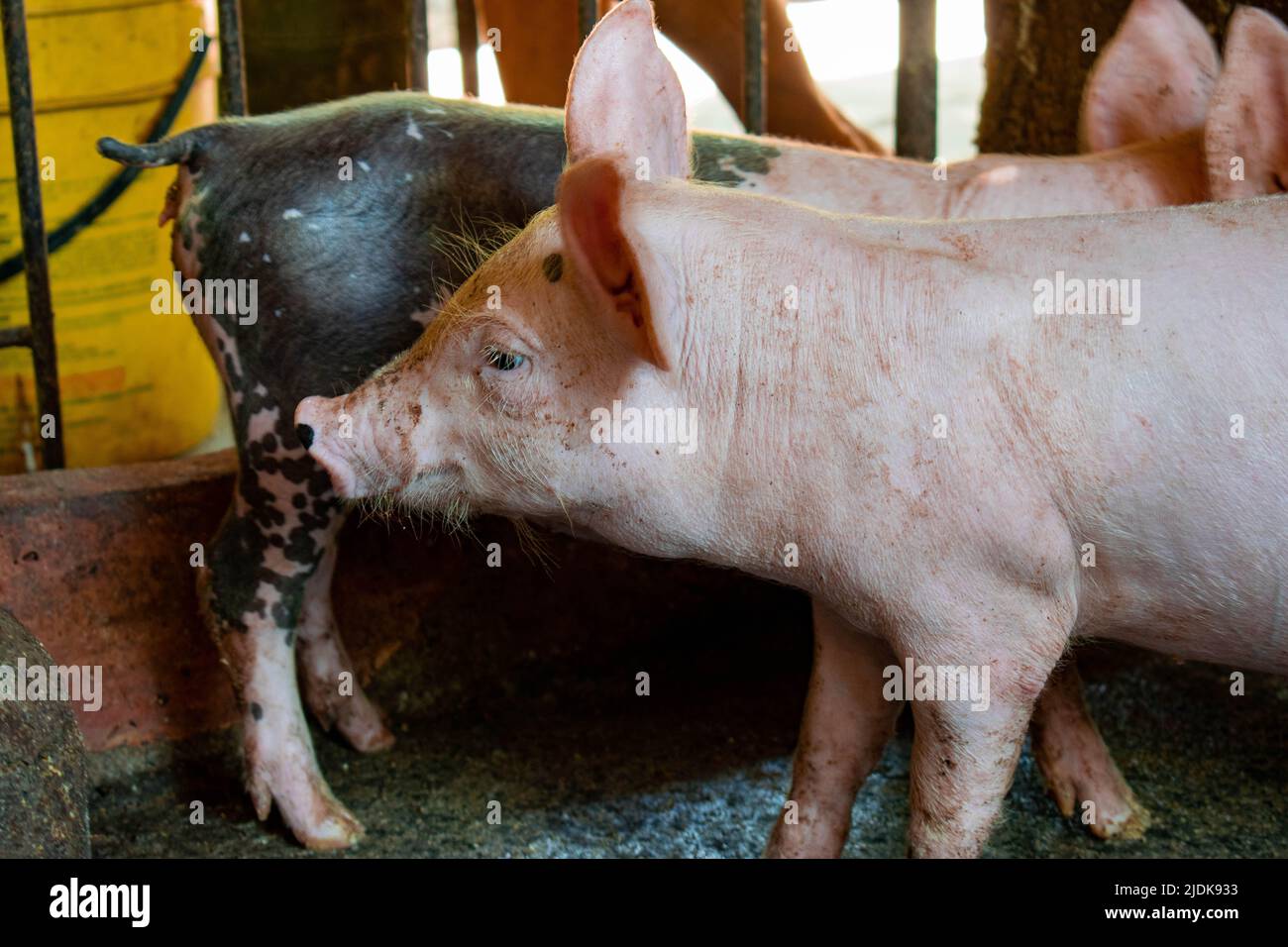 Piglet in a sty hi-res stock photography and images - Alamy