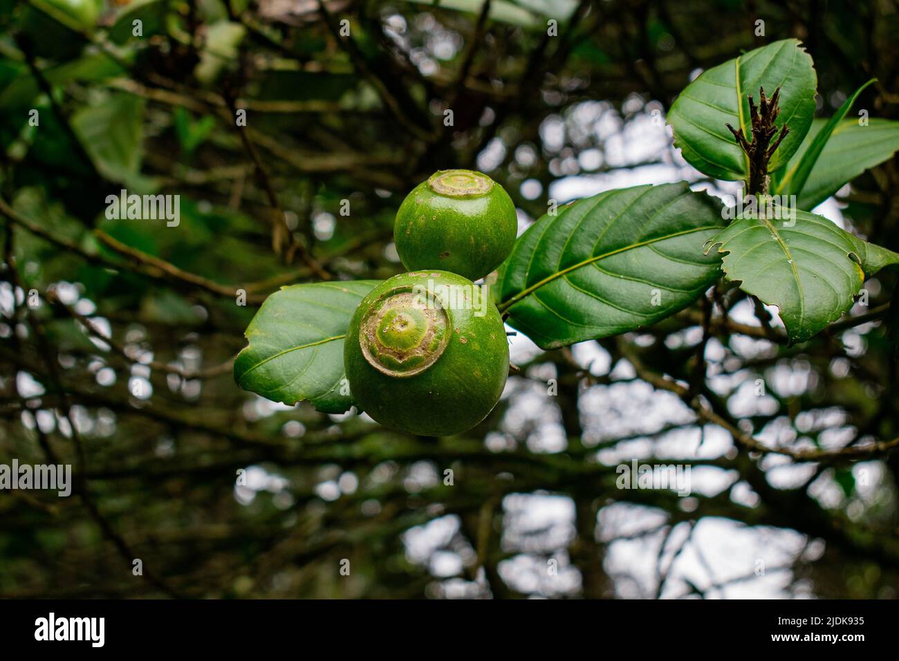 Passion fruit tree garden hi-res stock photography and images - Alamy