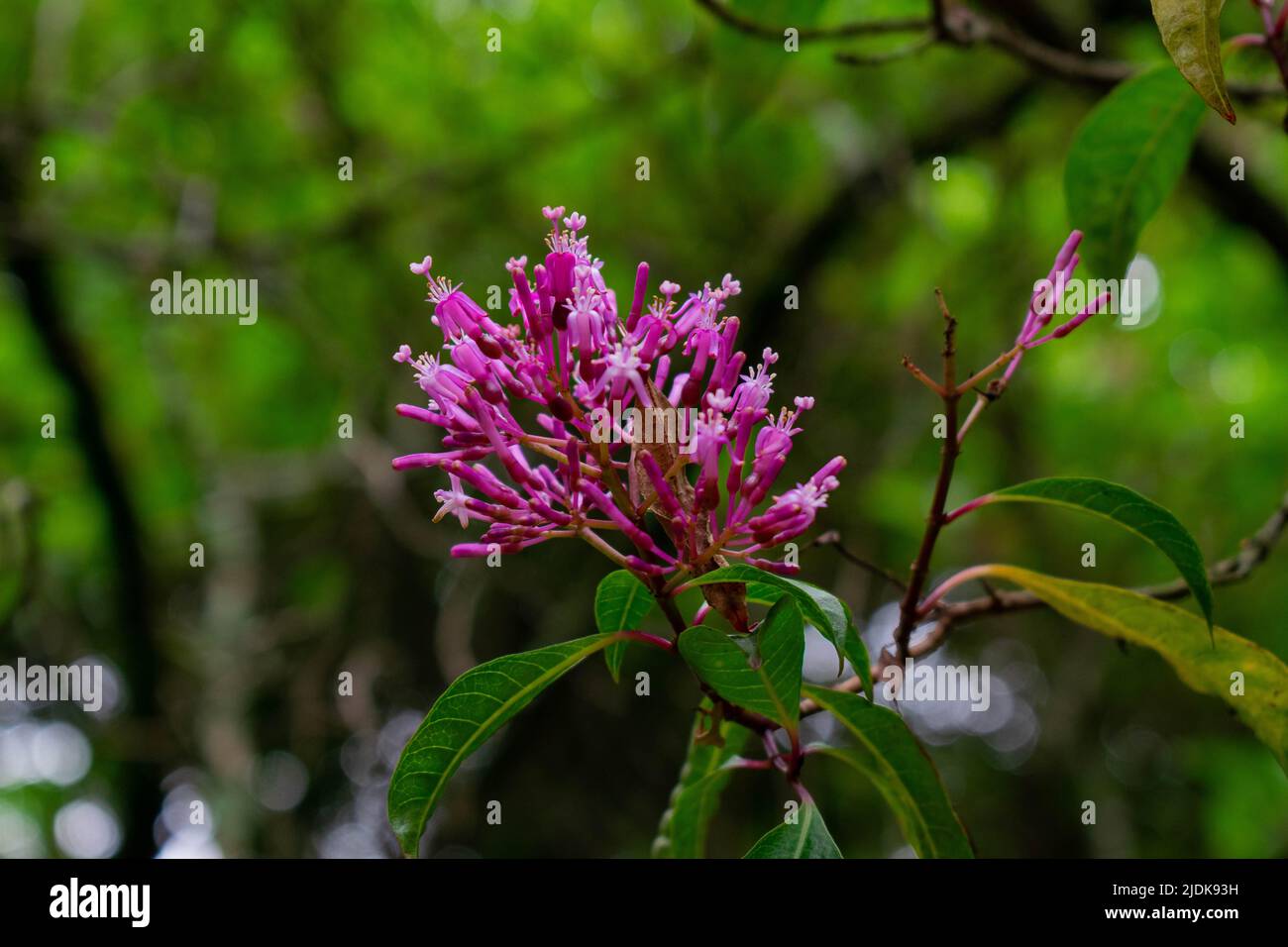 Fuchsia rose color hi-res stock photography and images - Alamy