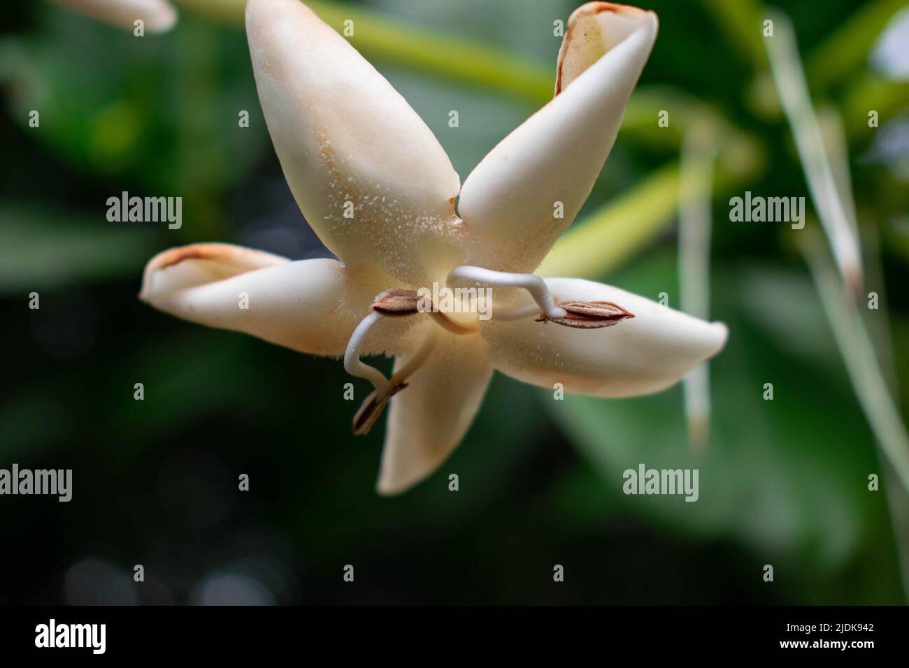 Yellow star shaped flower hi-res stock photography and images - Alamy