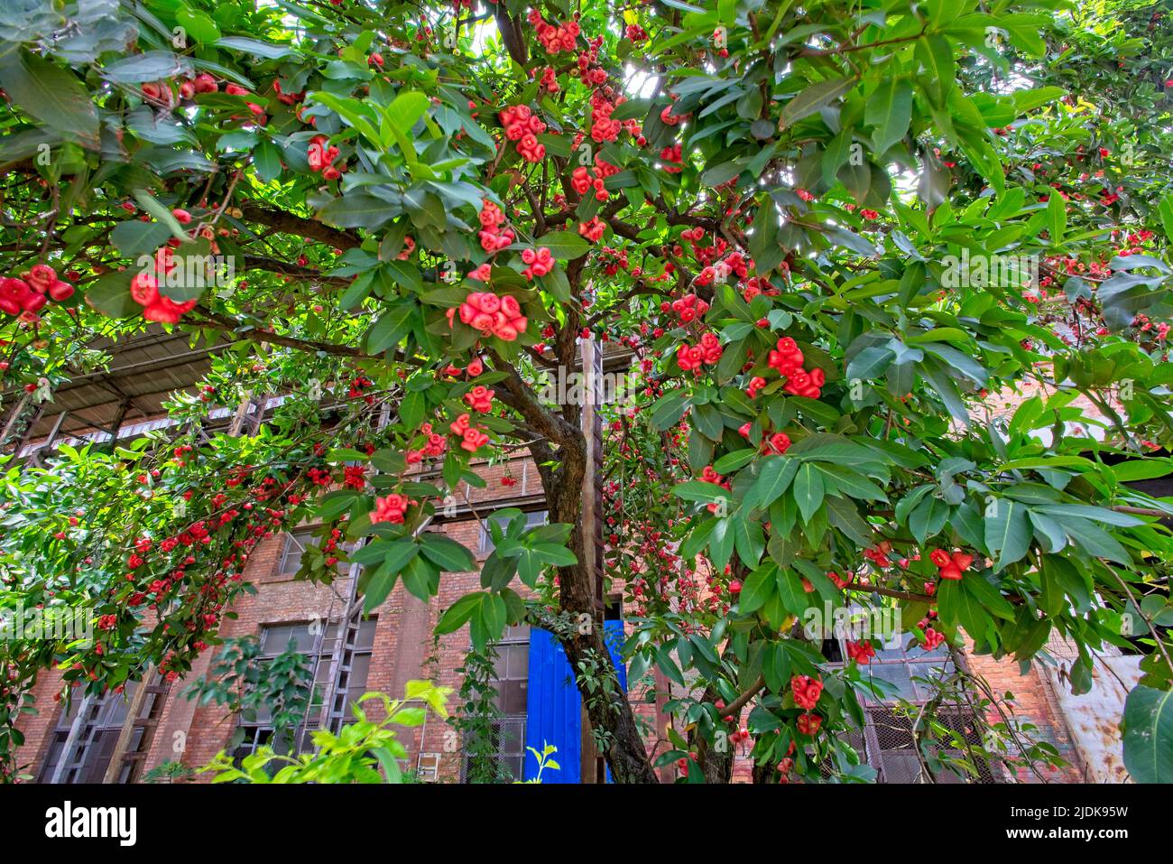 A lotus mist fruit tree covered with fruit lotus mist Stock Photo - Alamy