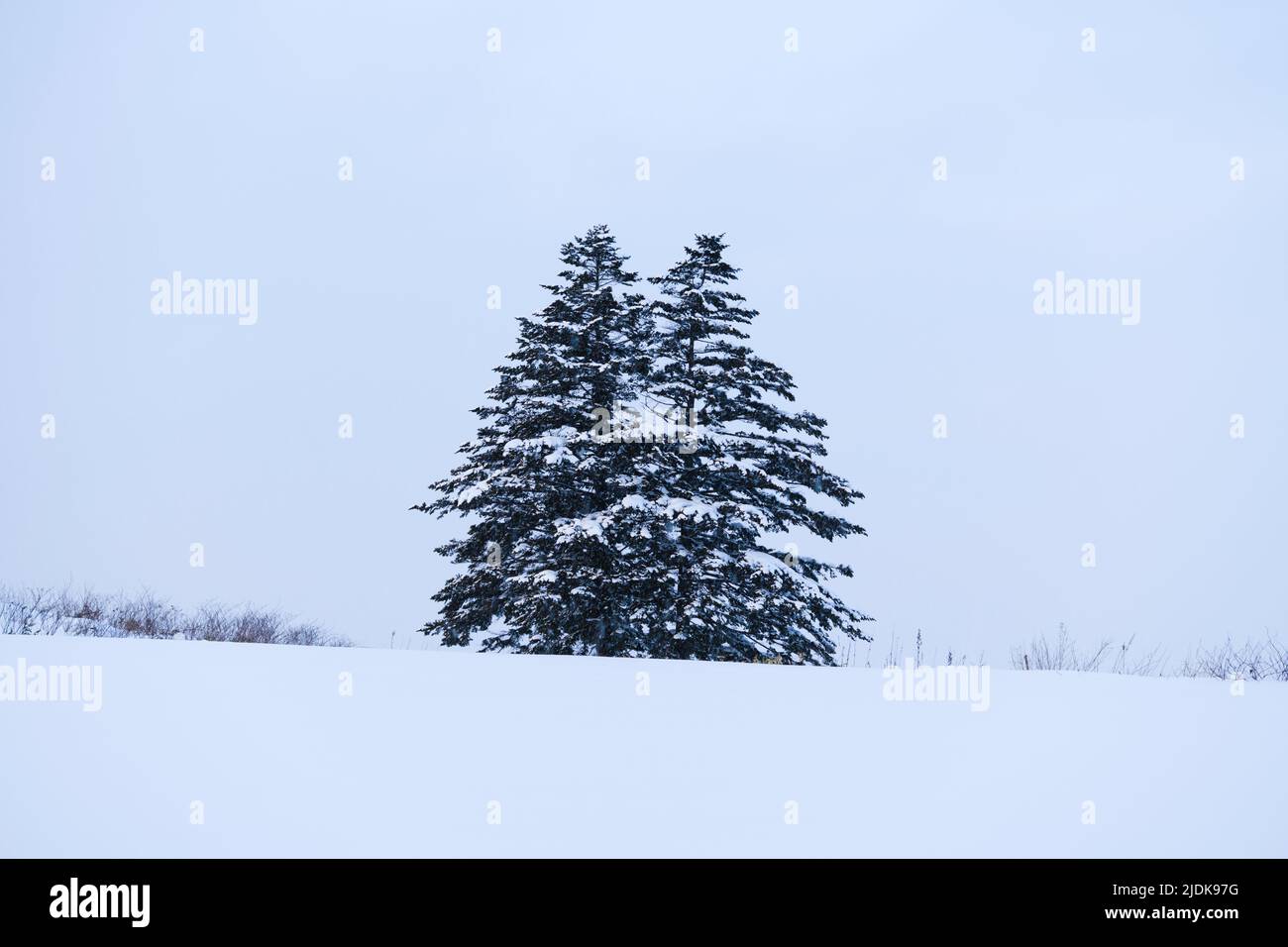 Pine trees in a snow field in winter, Hokkaido, Japan Stock Photo - Alamy