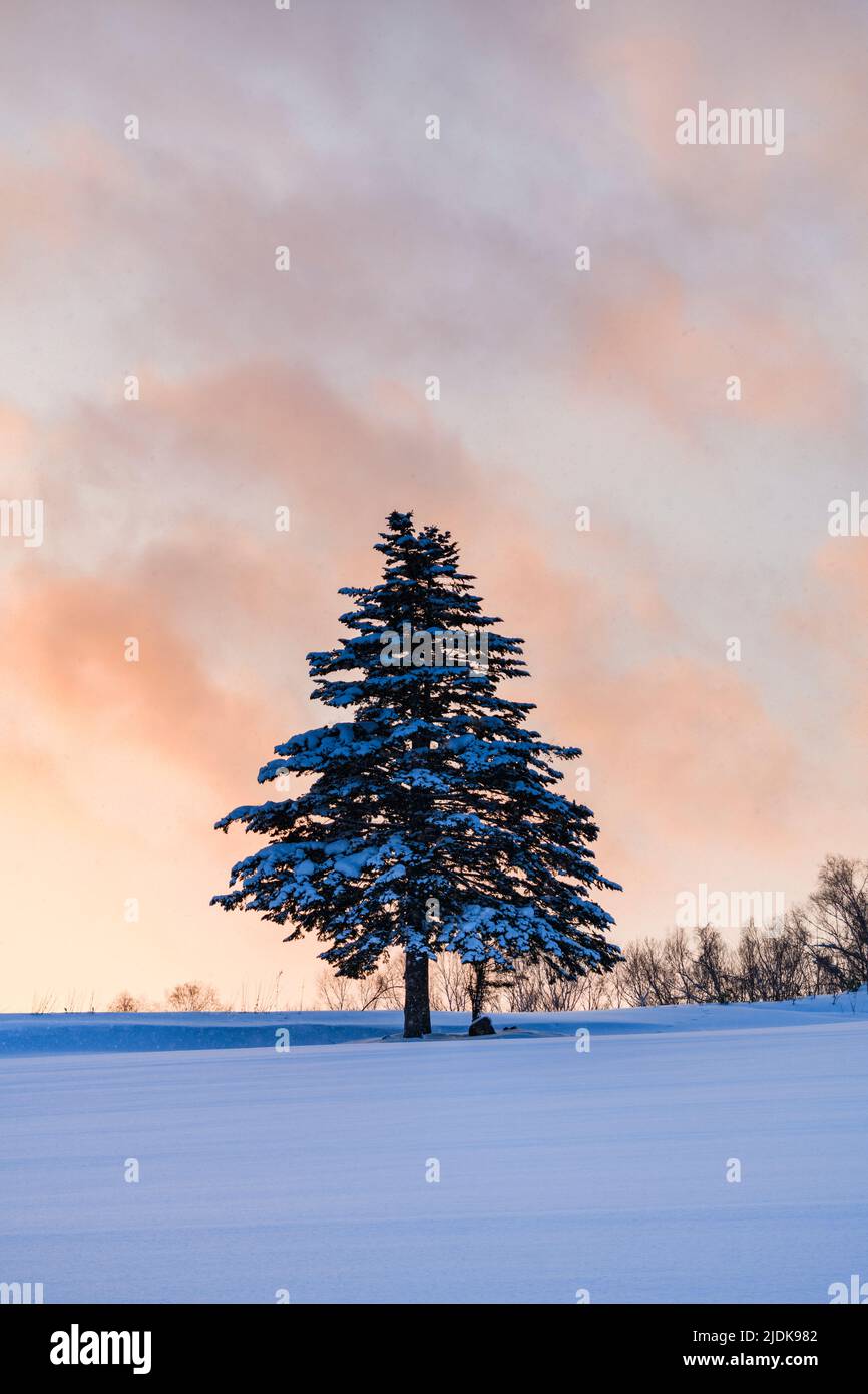 Pine trees in a snow field in winter, Hokkaido, Japan Stock Photo - Alamy